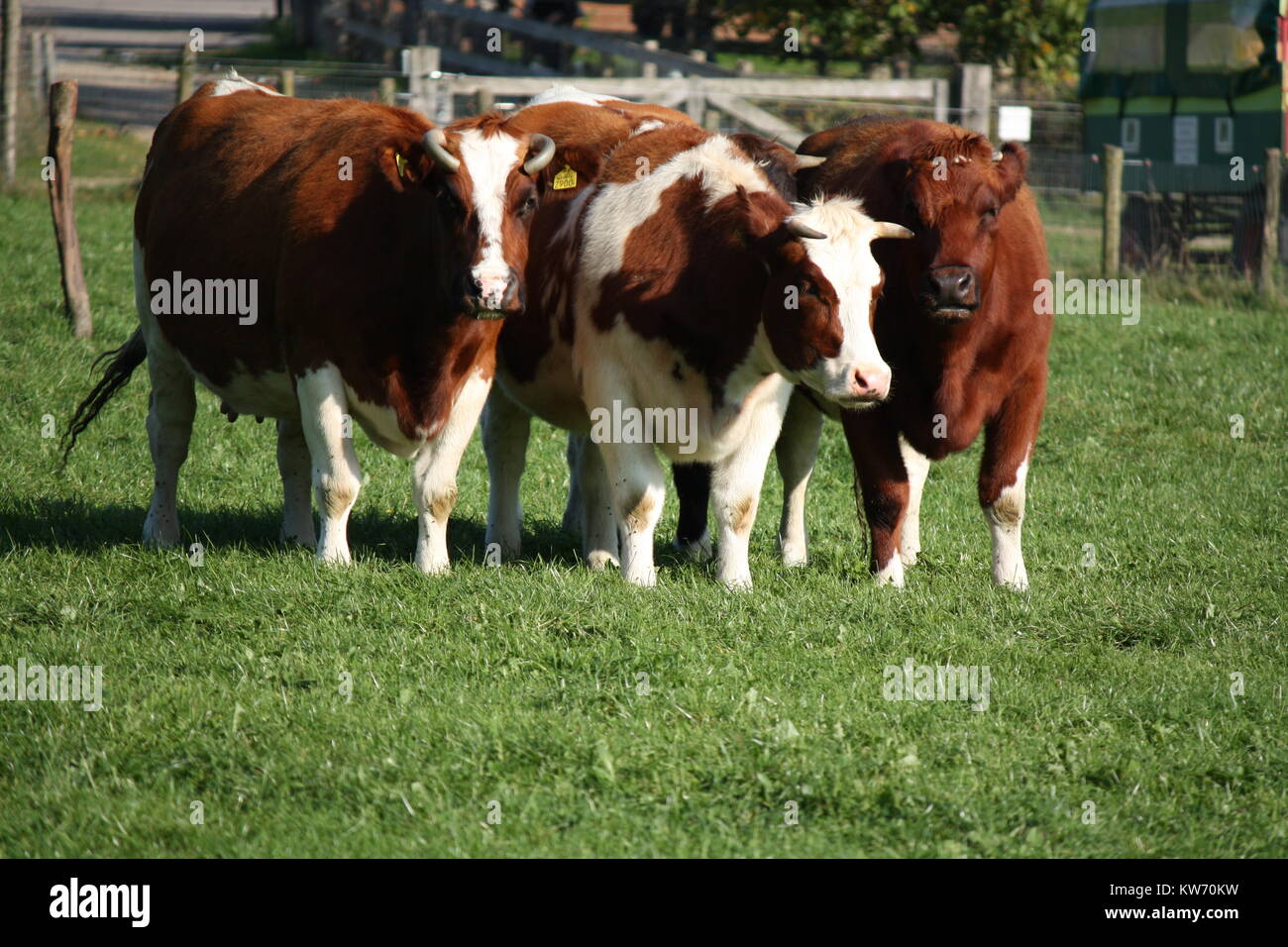 Red white cows hi-res stock photography and images - Alamy