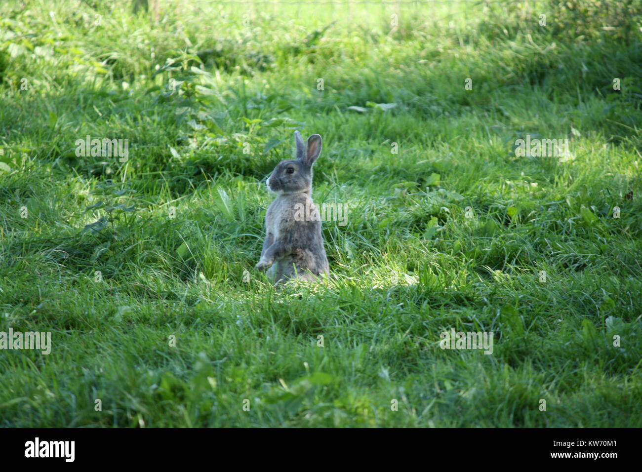 A rabbit in the grass Stock Photo - Alamy