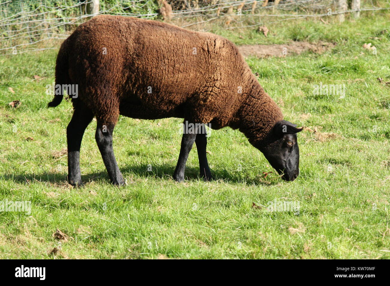 Black sheep hi-res stock photography and images - Alamy