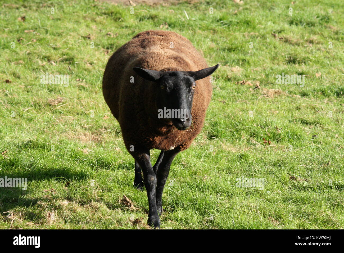 A Dutch brown with black sheep on the grass Stock Photo - Alamy
