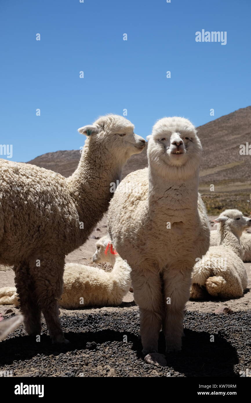 Alpacas peru hi-res stock photography and images - Alamy