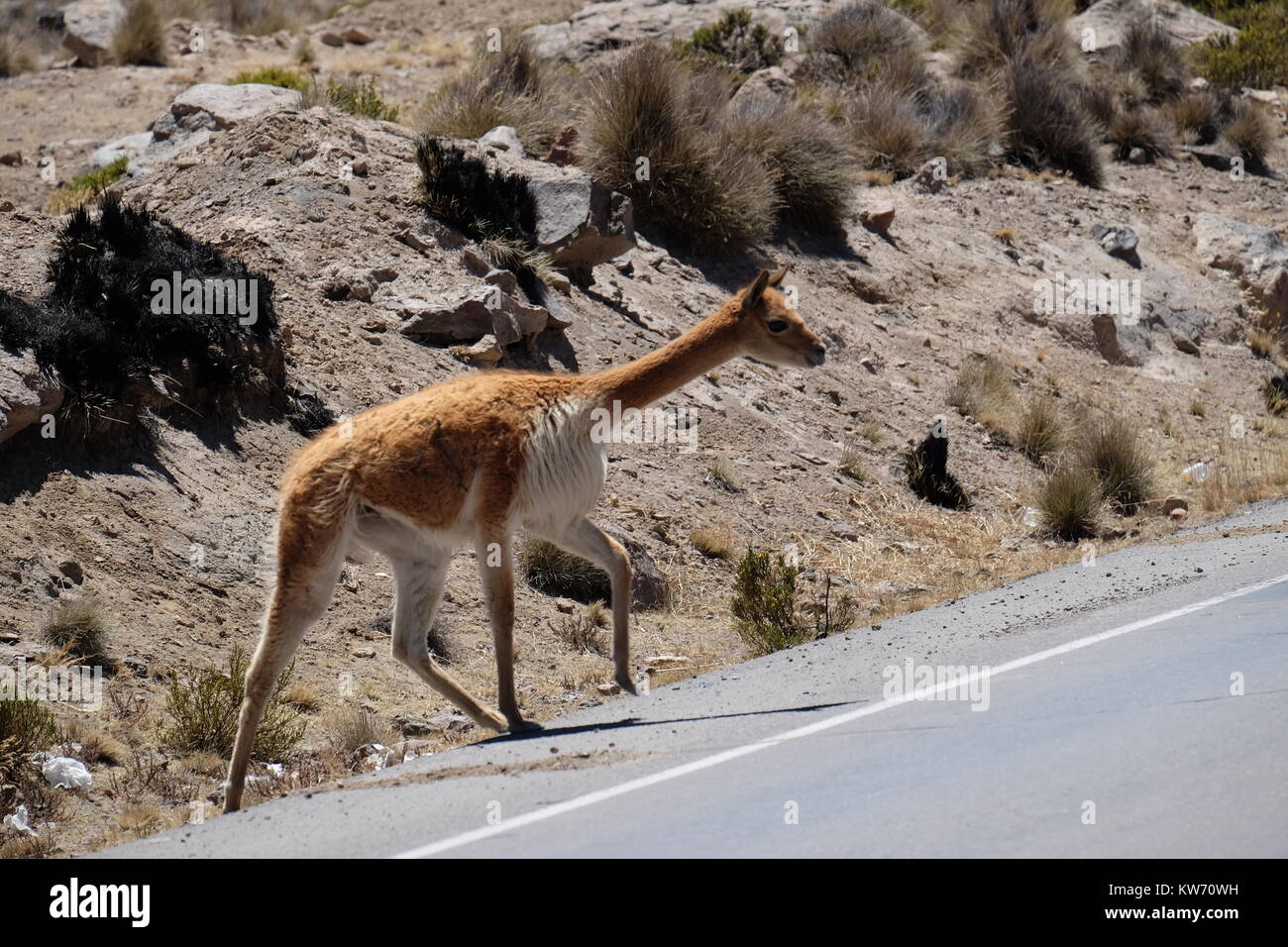 A vicuna crossing the road in Peru Stock Photo - Alamy