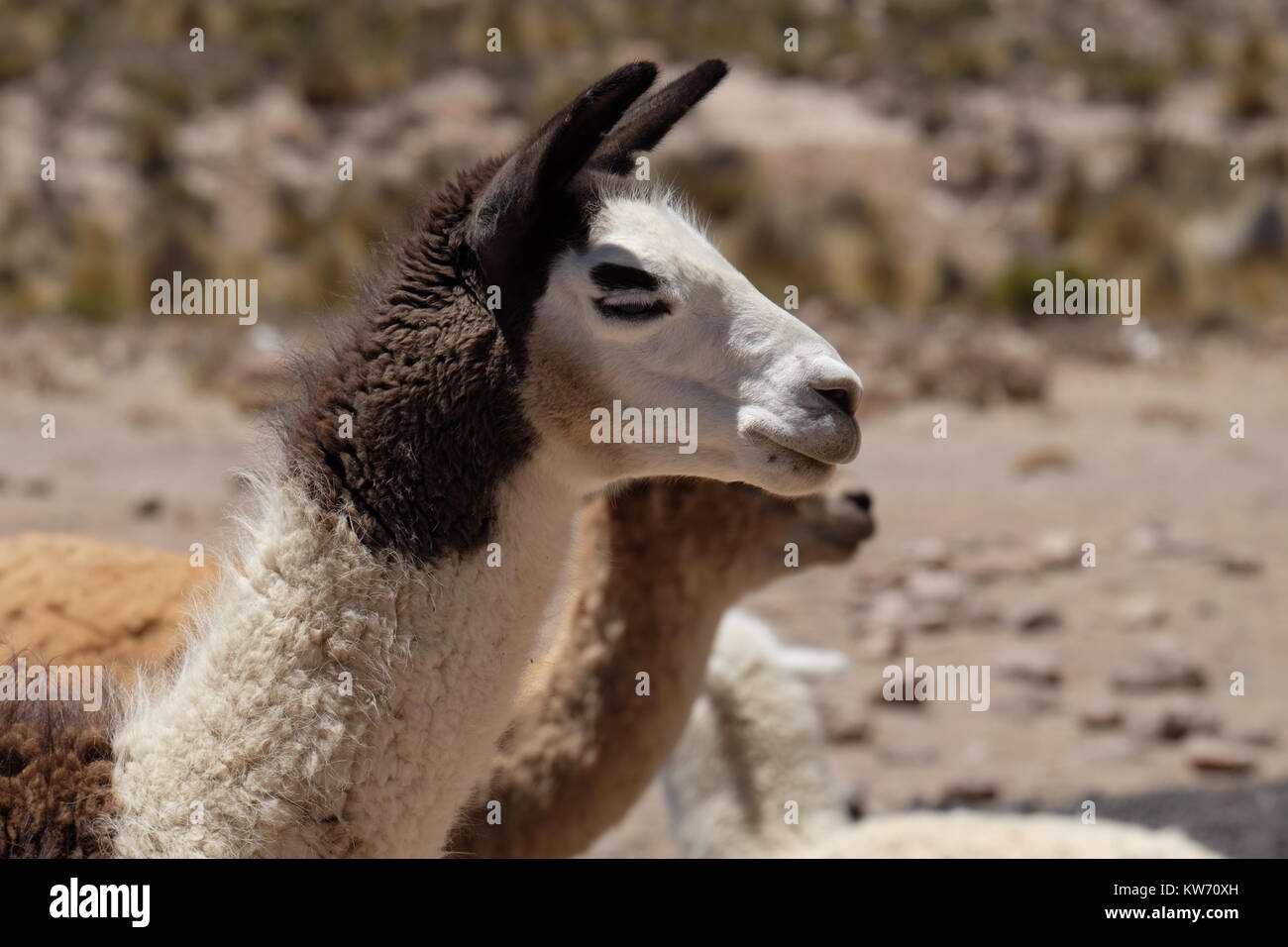 Llama face close up hi-res stock photography and images - Alamy