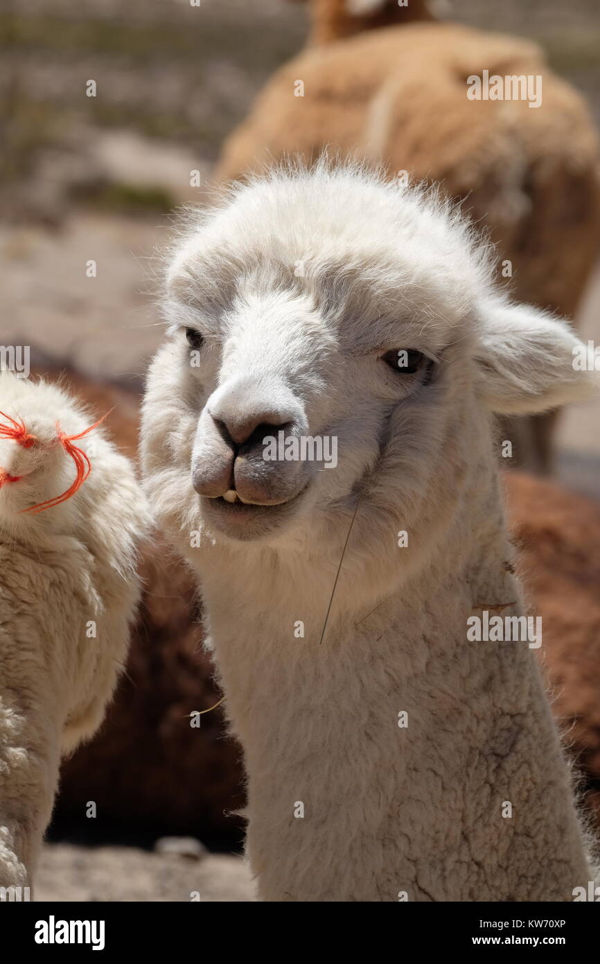 White lama hi-res stock photography and images - Alamy