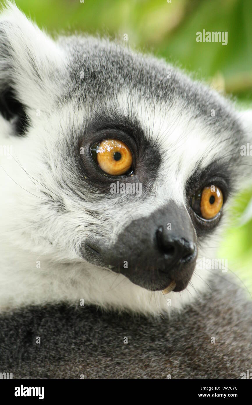 Lemur face hi-res stock photography and images - Alamy