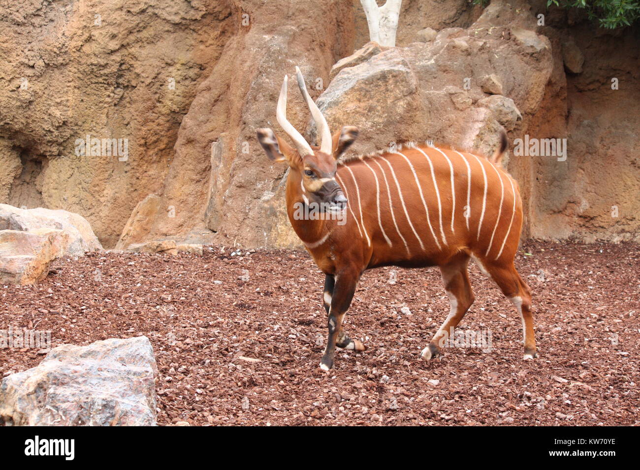 A bongo in a zoo Stock Photo - Alamy