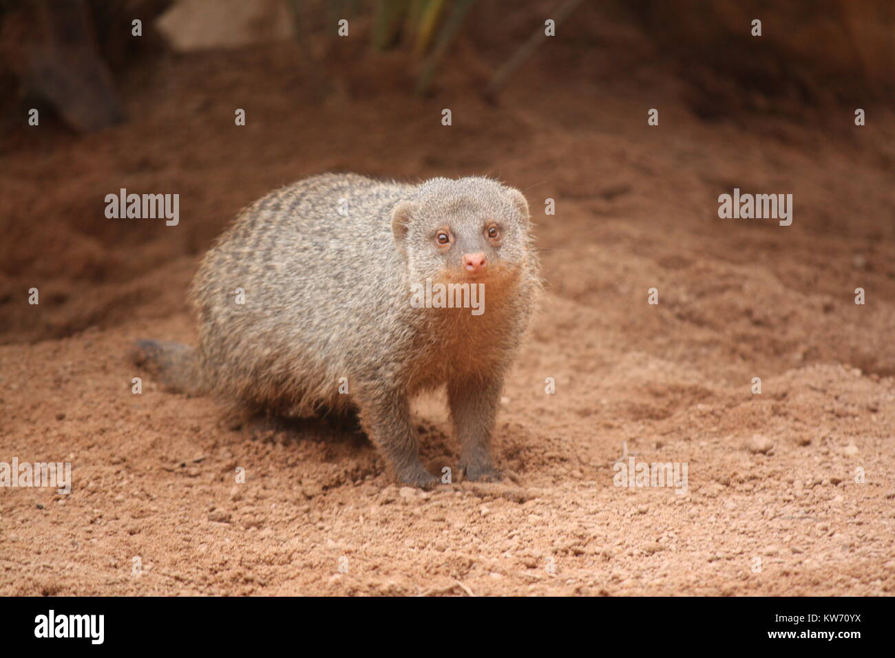 A mongoose in a zoo Stock Photo - Alamy