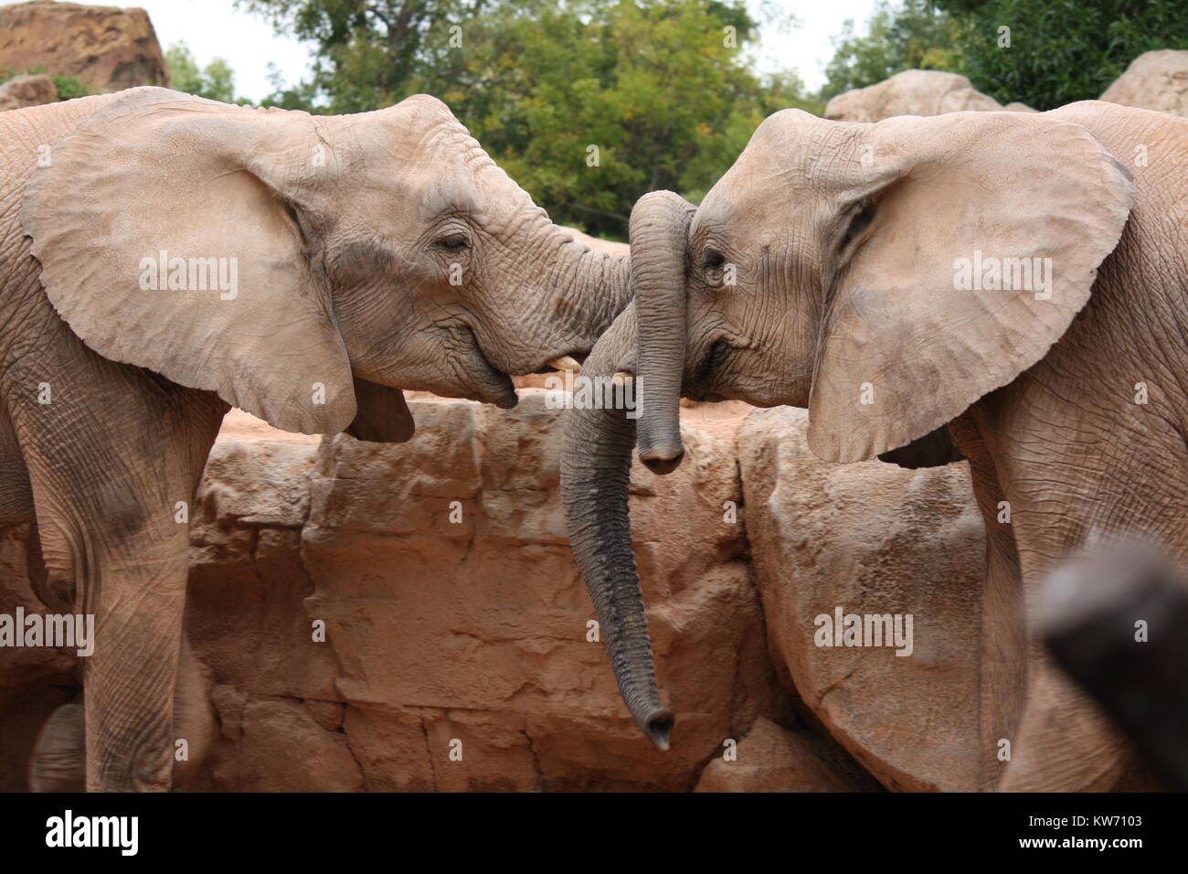 Two elephants in a zoo Stock Photo - Alamy