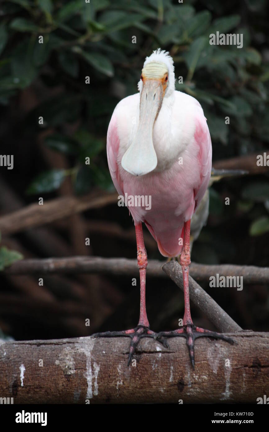 Big pink bird hi-res stock photography and images - Alamy