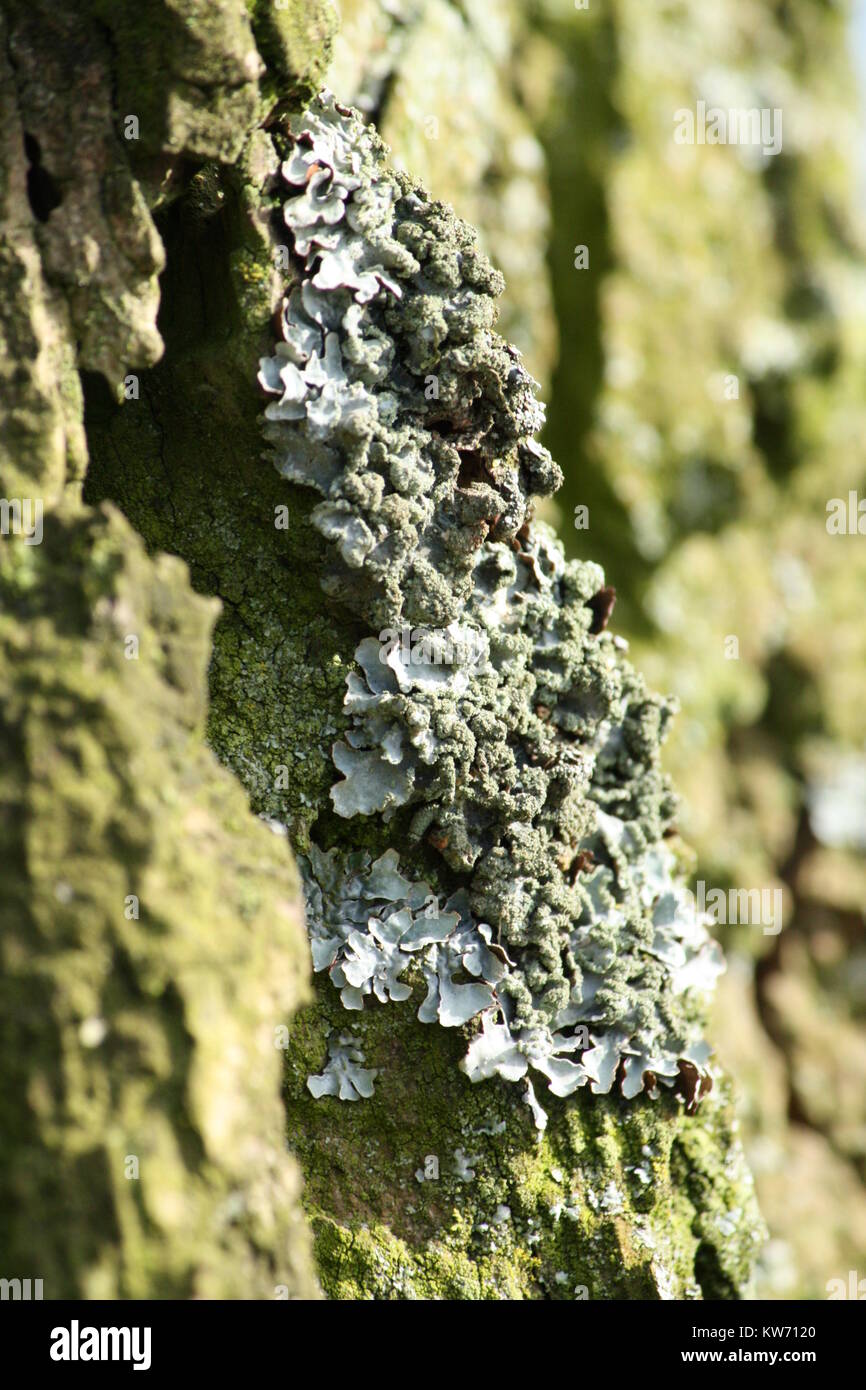 Lichen on a tree Stock Photo - Alamy