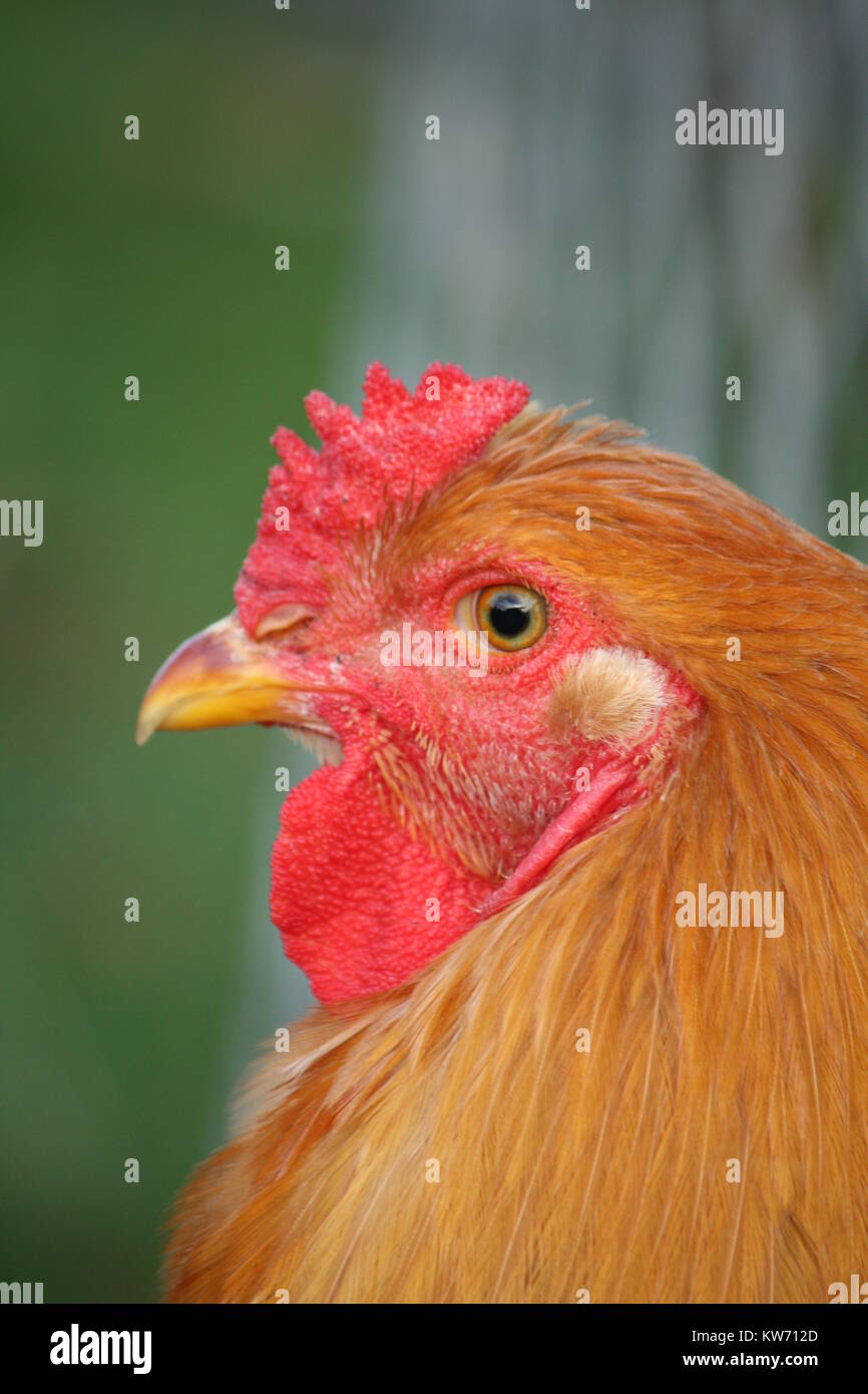 Chicken face hi-res stock photography and images - Alamy
