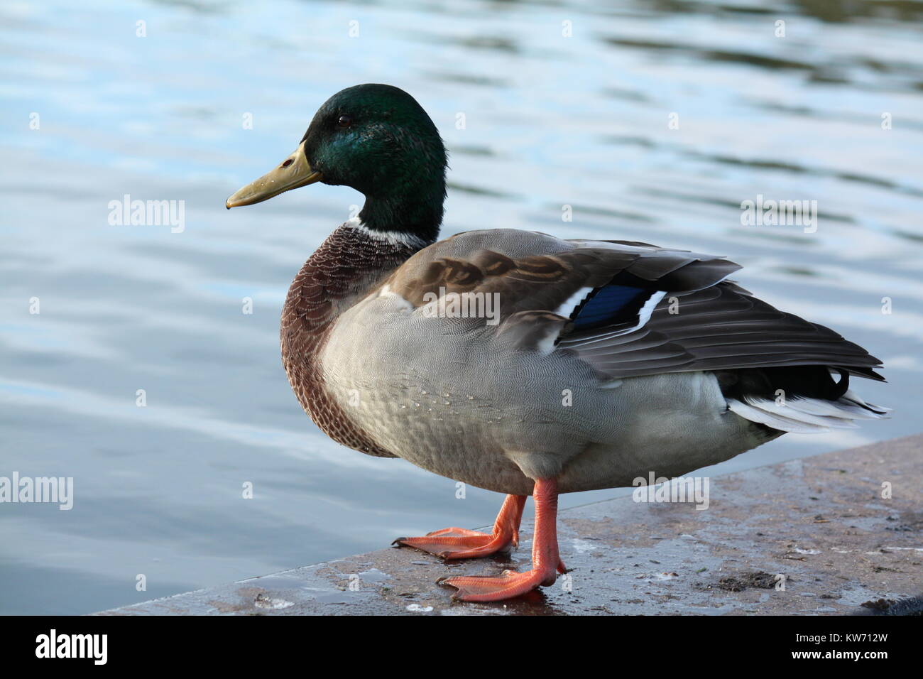 A mallard duck next to water Stock Photo - Alamy