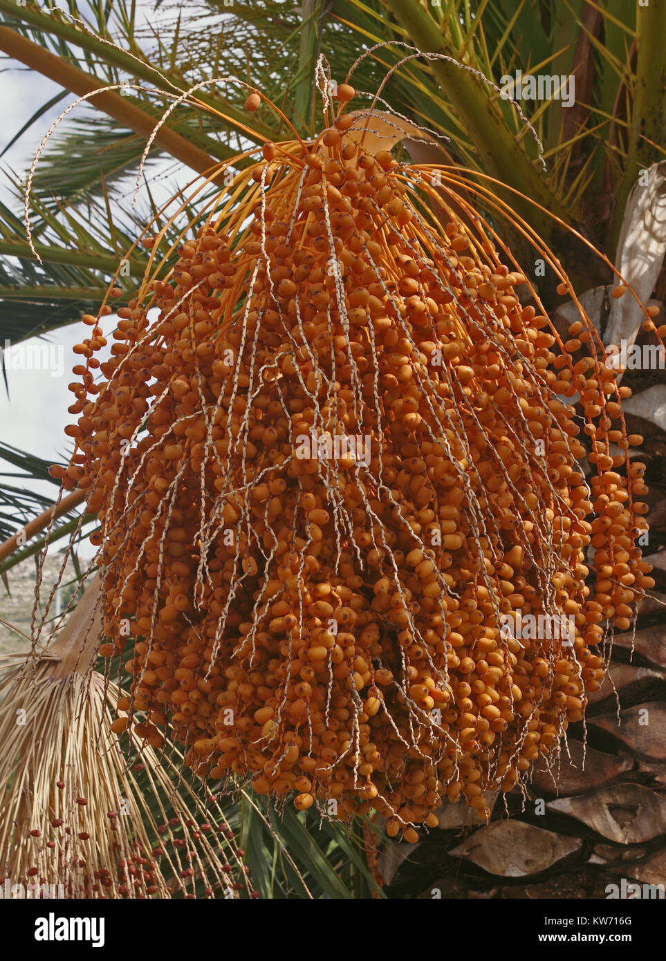 Multiple Cluster High Resolution Stock Photography and Images - Alamy