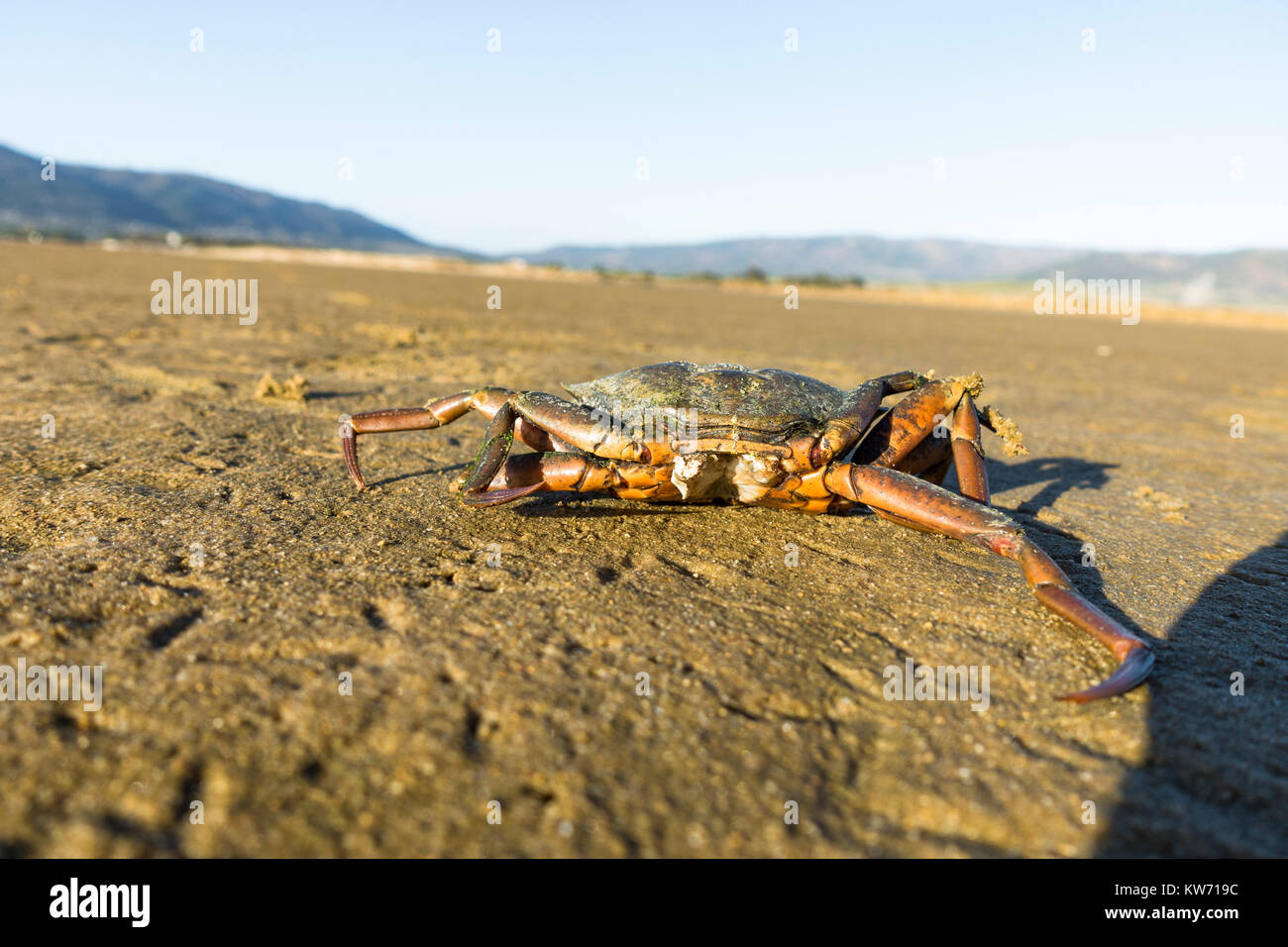 Dead crab lying on beach, Tarifa, Spain Stock Photo - Alamy