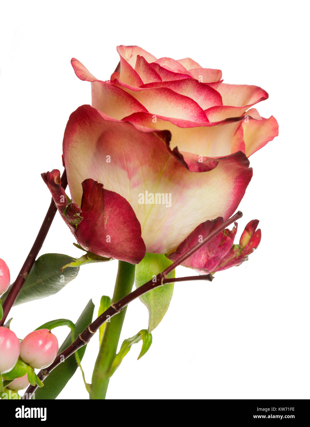 Isolated rose flower hi-res stock photography and images - Alamy
