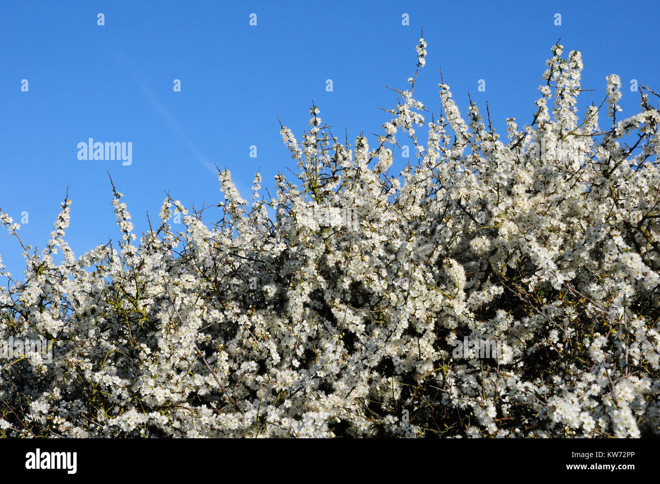 Blackthorn hedge in bloom. Prunus spinosa. West Susses Coastal Plain ...