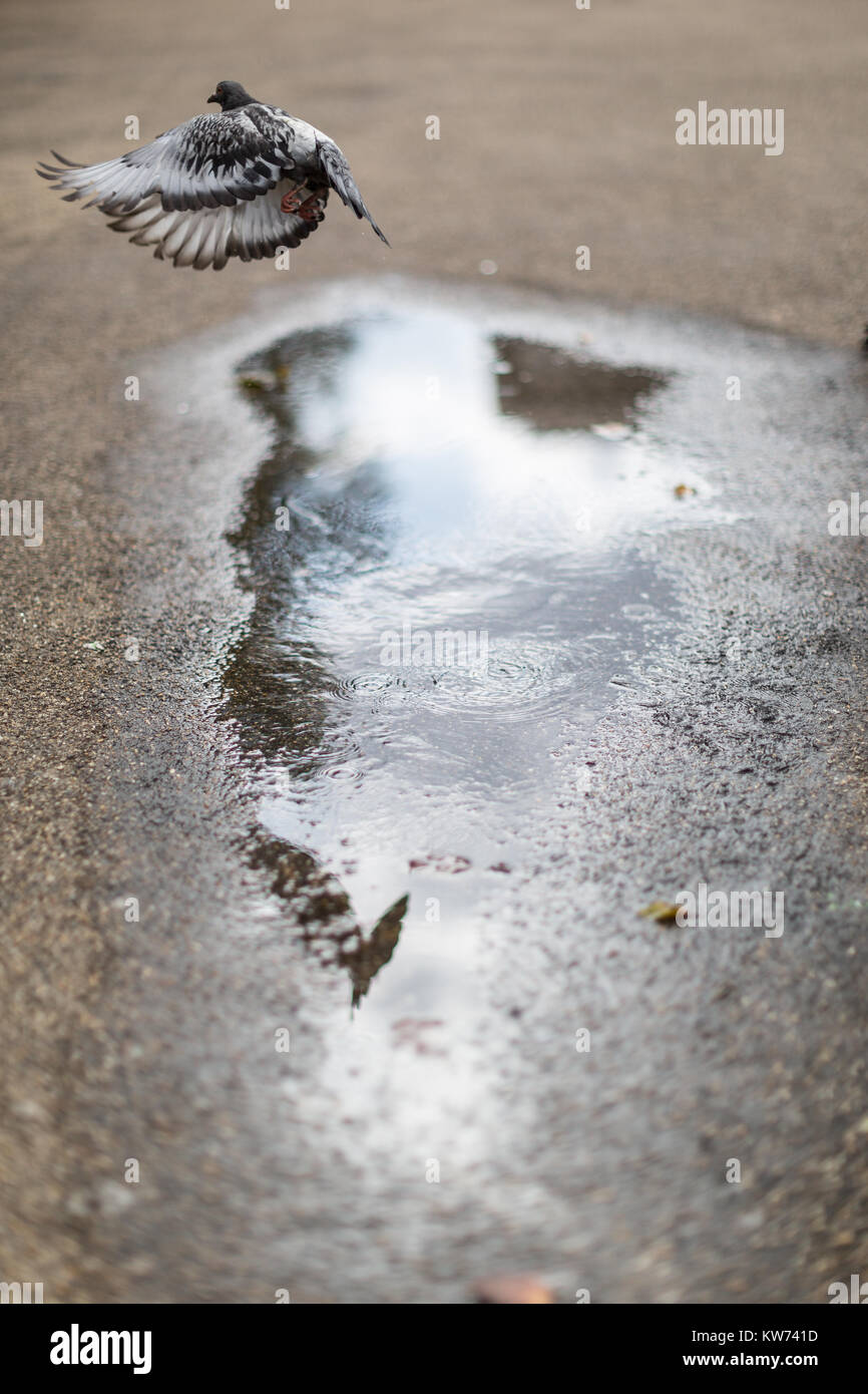 A pigeon takes off from a puddle leaving ripples behind Stock Photo - Alamy