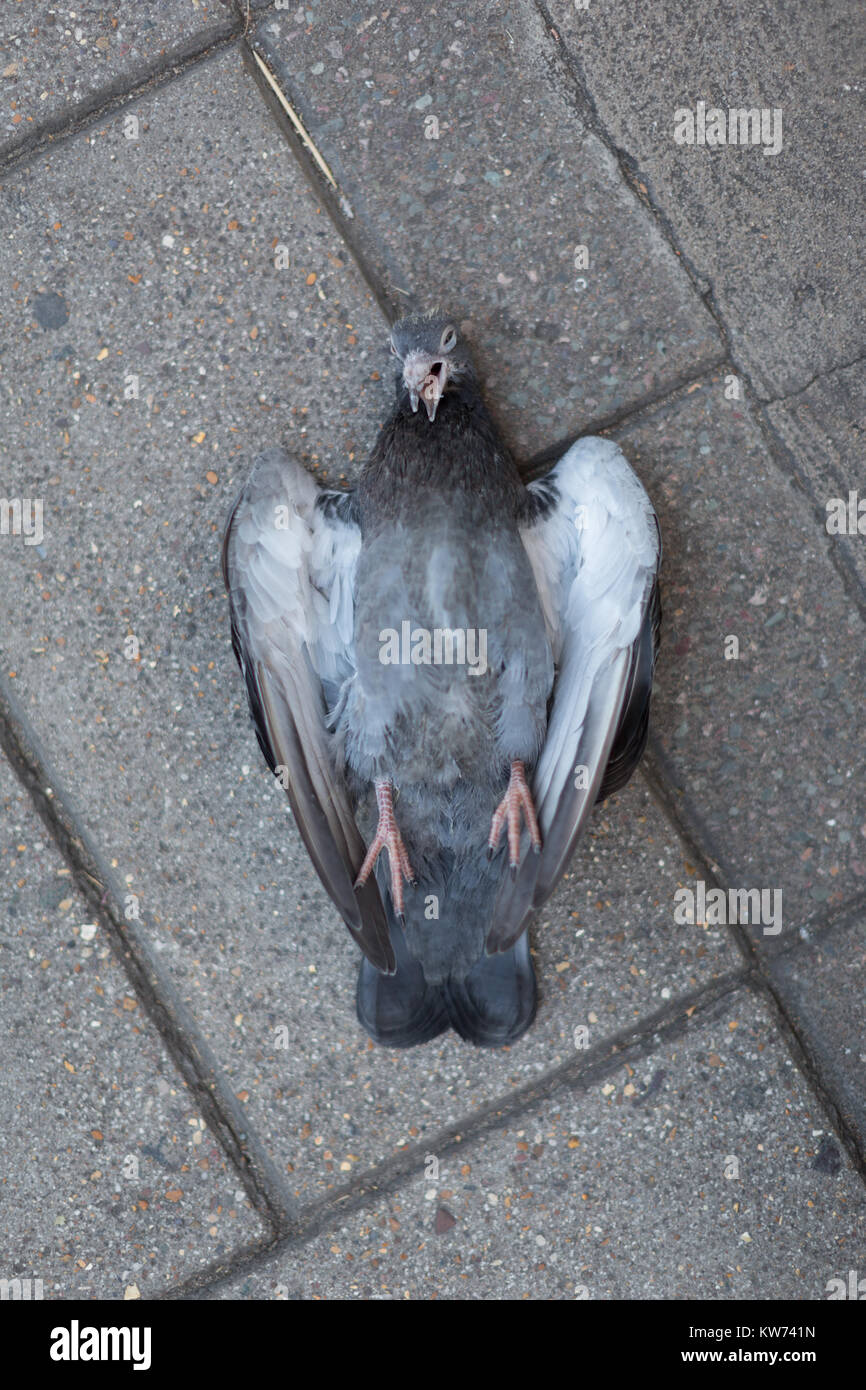 A pigeon lies on its back on concrete paving. The pigeon is dead but ...