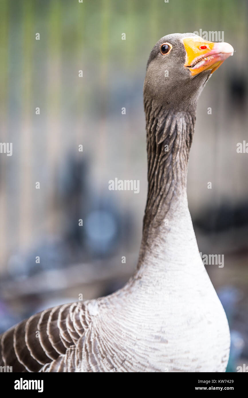A goose raises its head showing its long neck Stock Photo - Alamy