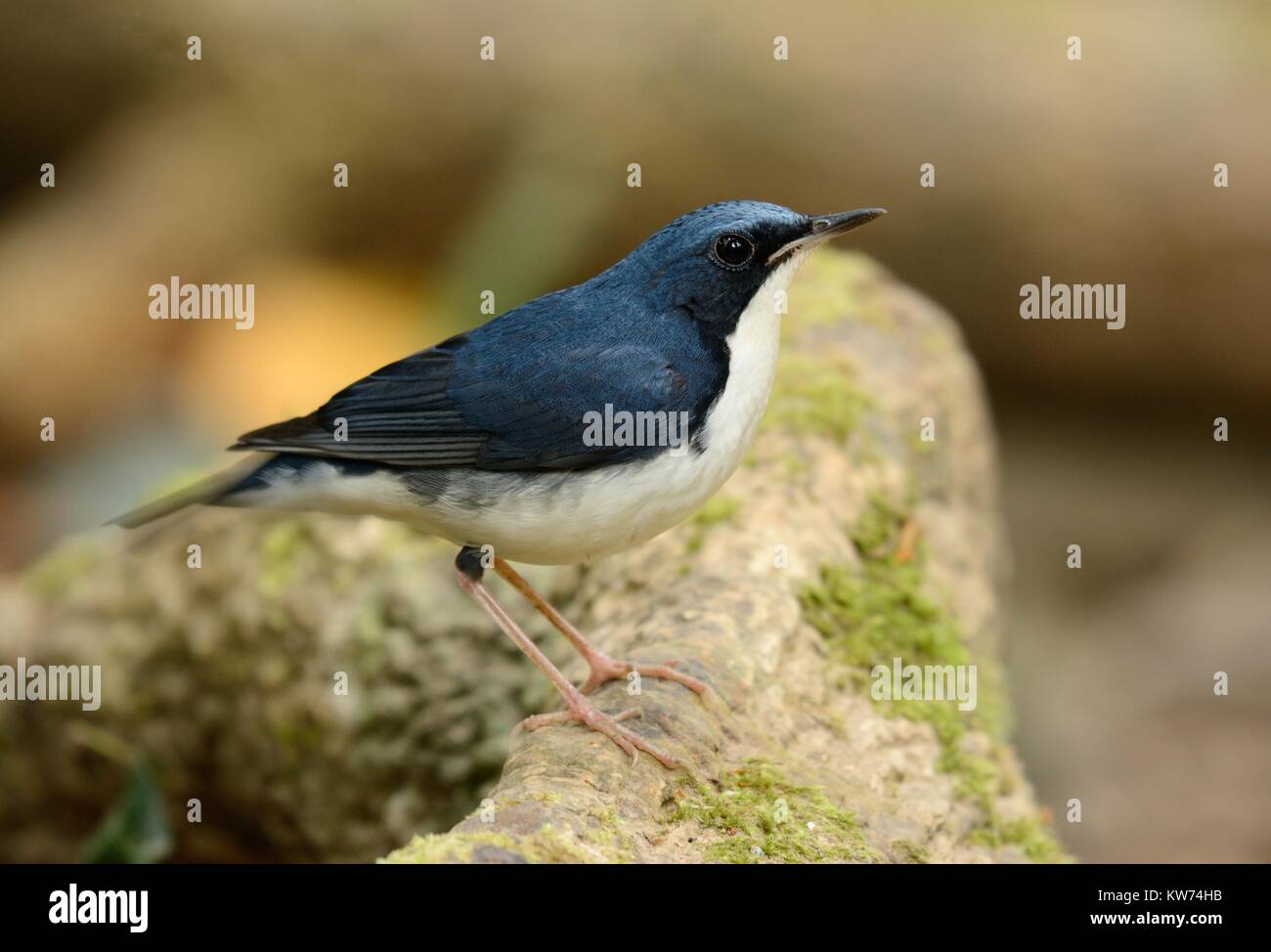 beautiful male Siberian Blue Robin (Luscinia cyane) in Thailand Stock ...