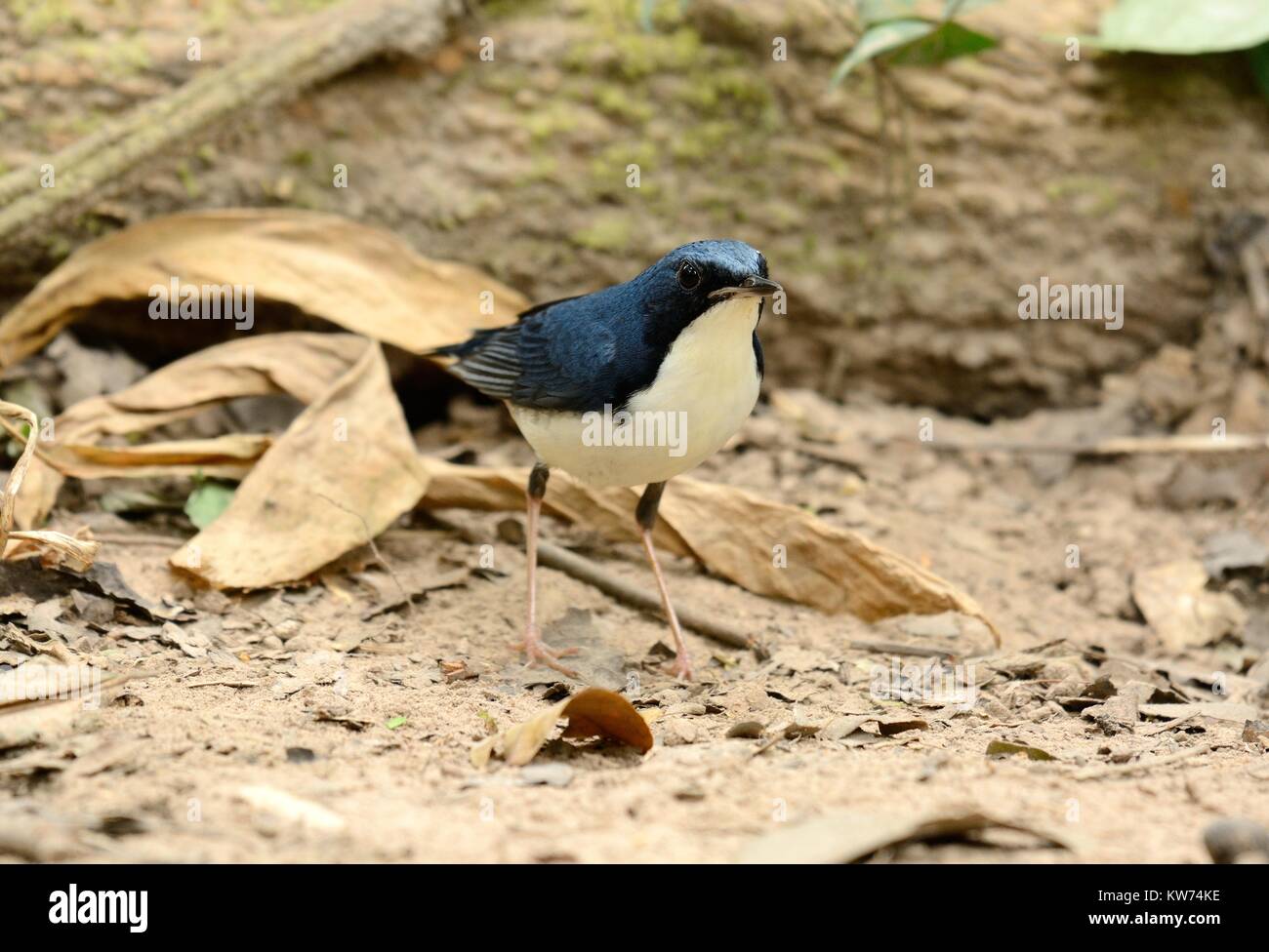 beautiful male Siberian Blue Robin (Luscinia cyane) in Thailand Stock ...