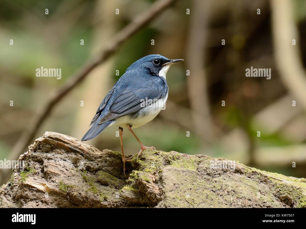 beautiful male Siberian Blue Robin (Luscinia cyane) in Thailand Stock ...