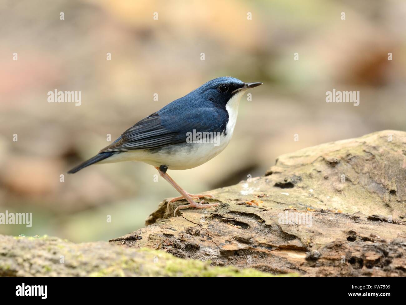 beautiful male Siberian Blue Robin (Luscinia cyane) in Thailand Stock ...