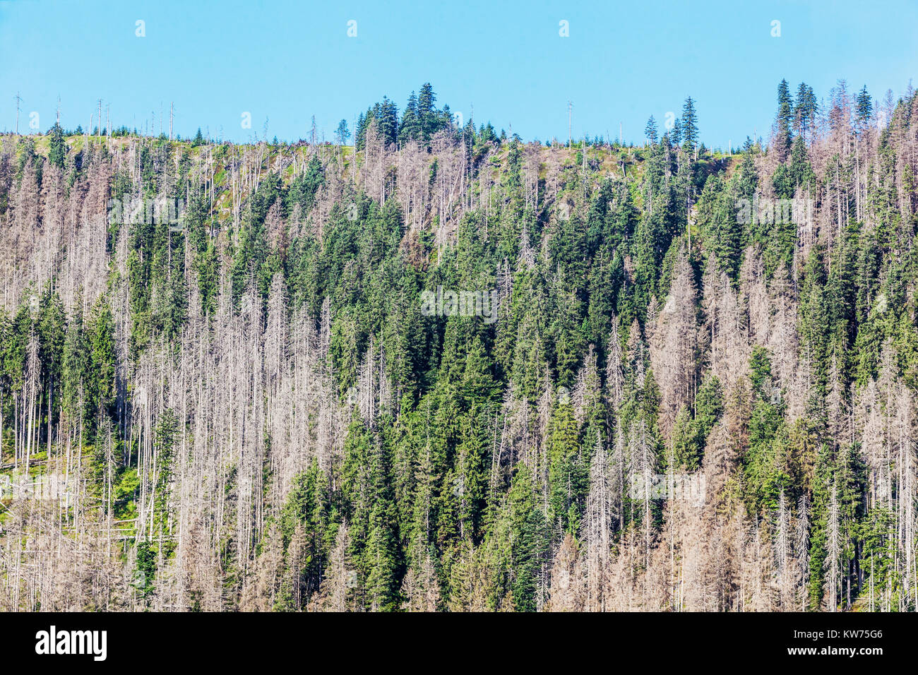Dead spruce forest infested with bark beetle, Sumava National Park ...