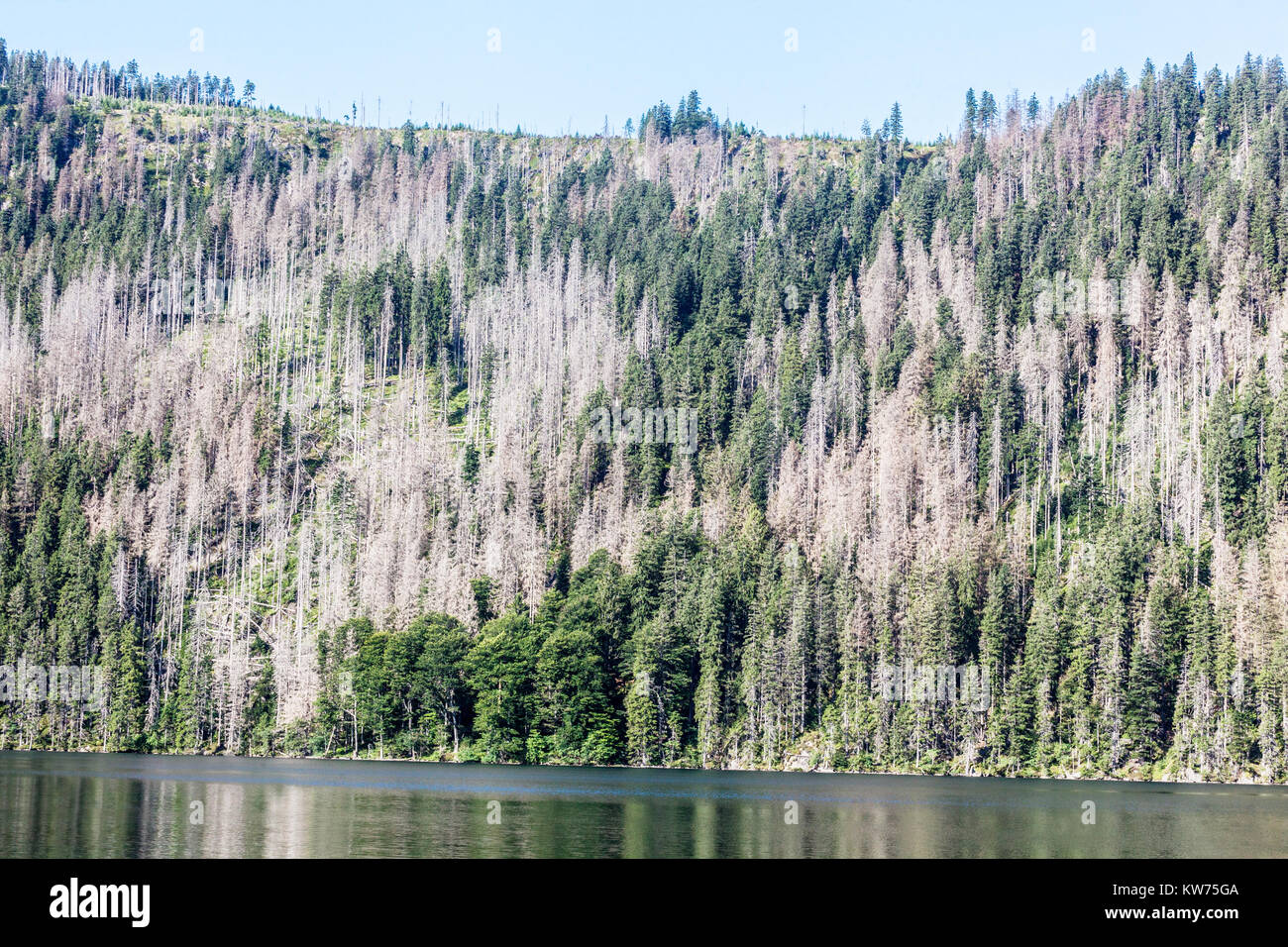 Dead spruce forest infested with bark beetle, Sumava National Park, the ...