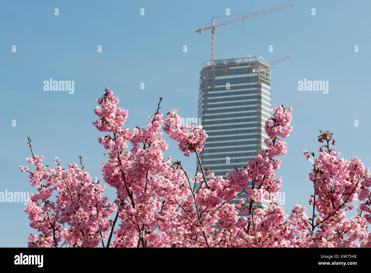 Istanbul,Turkey.A cherry blossom is the flower of any of several trees ...