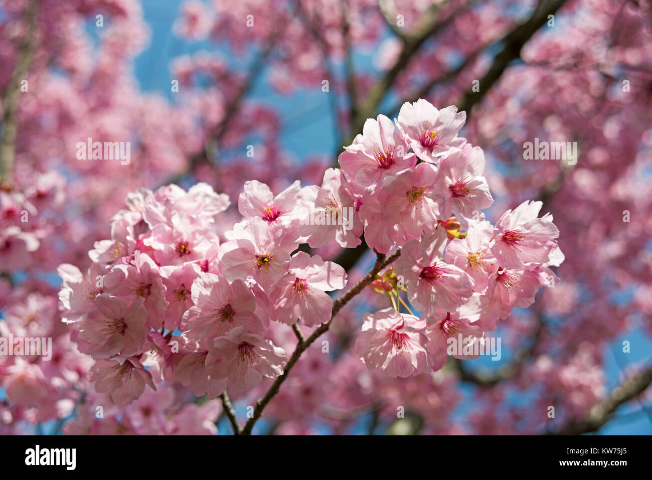 Istanbul,Turkey.A cherry blossom is the flower of any of several trees ...