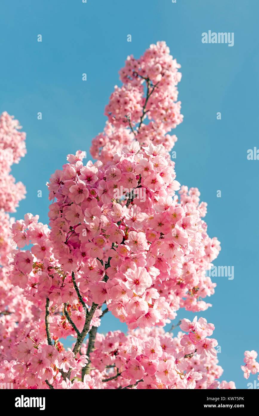 Istanbul,Turkey.A cherry blossom is the flower of any of several trees ...