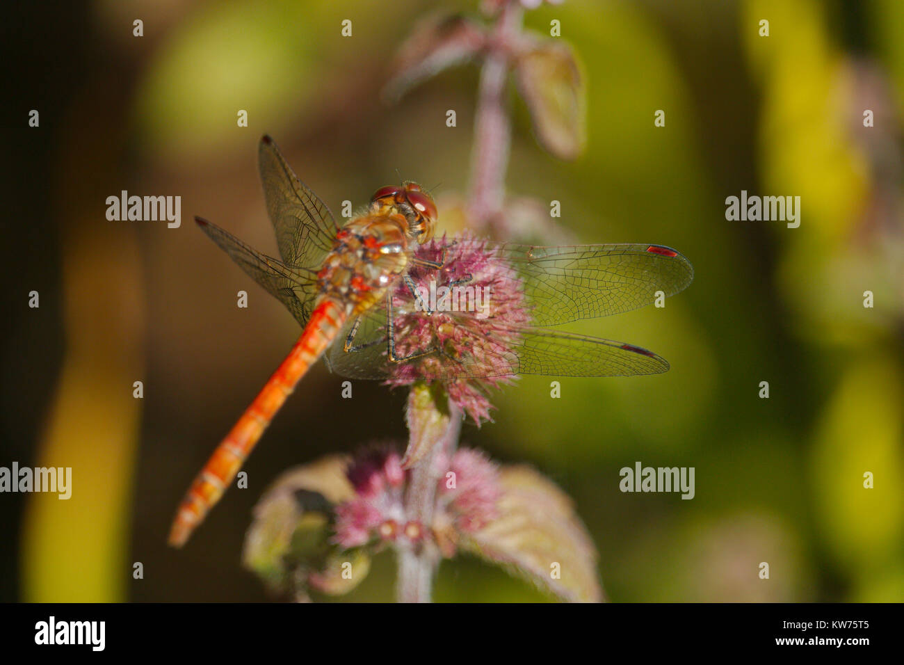 Flying dragon plant hi-res stock photography and images - Alamy