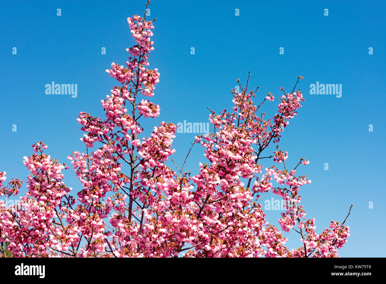 Istanbul,Turkey.A cherry blossom is the flower of any of several trees ...
