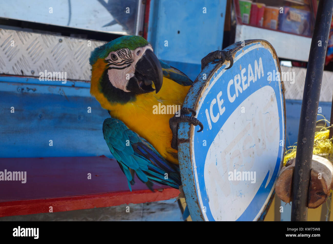 Parrot at the island of Aruba Stock Photo - Alamy