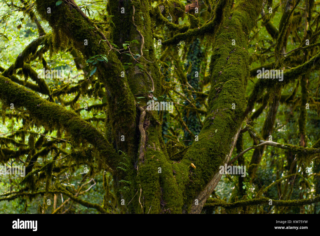background: tropical forest with fork of beautiful old mossy tree in ...