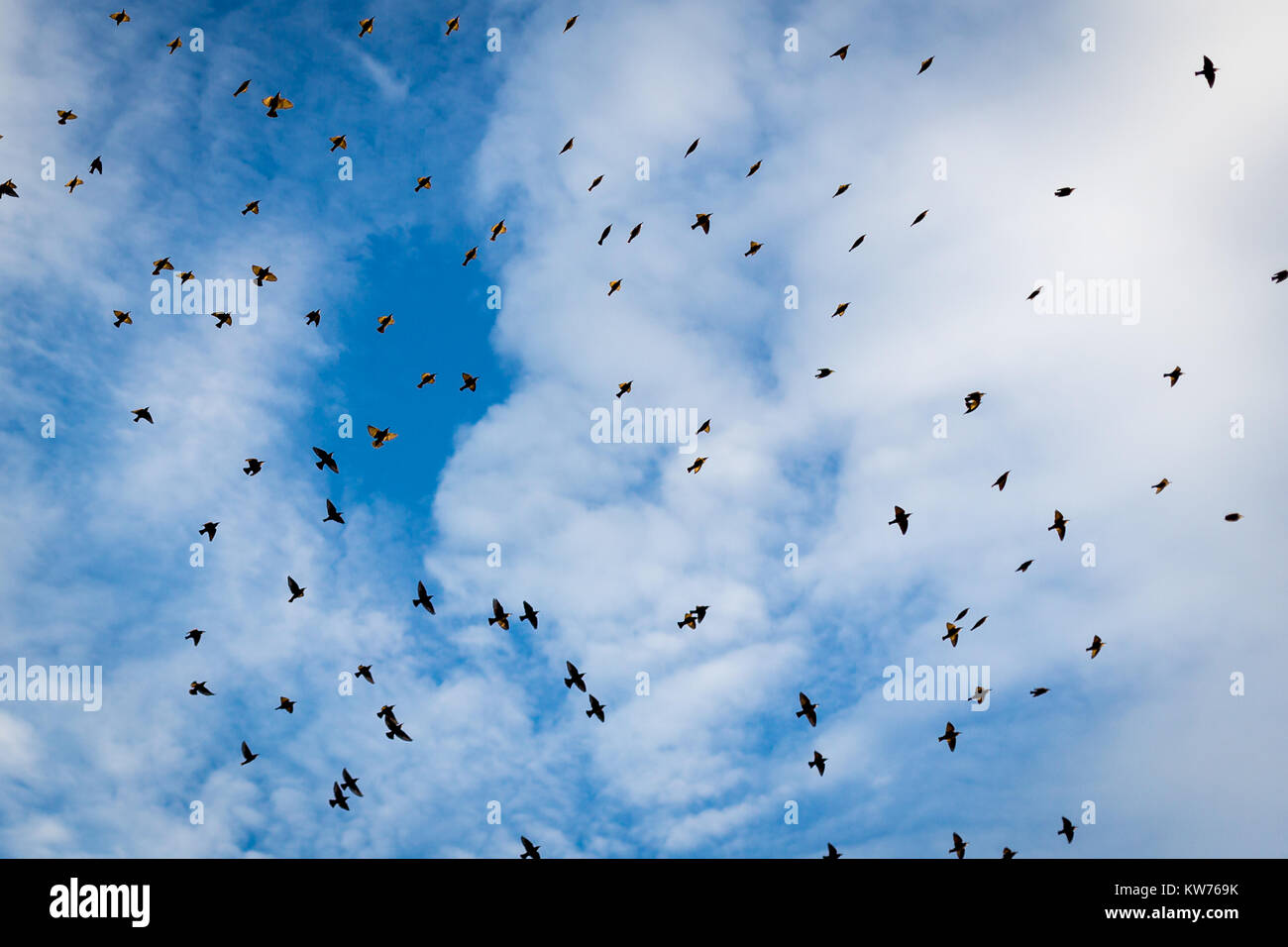 A flock of starlings swoop above Brighton Pier Stock Photo - Alamy