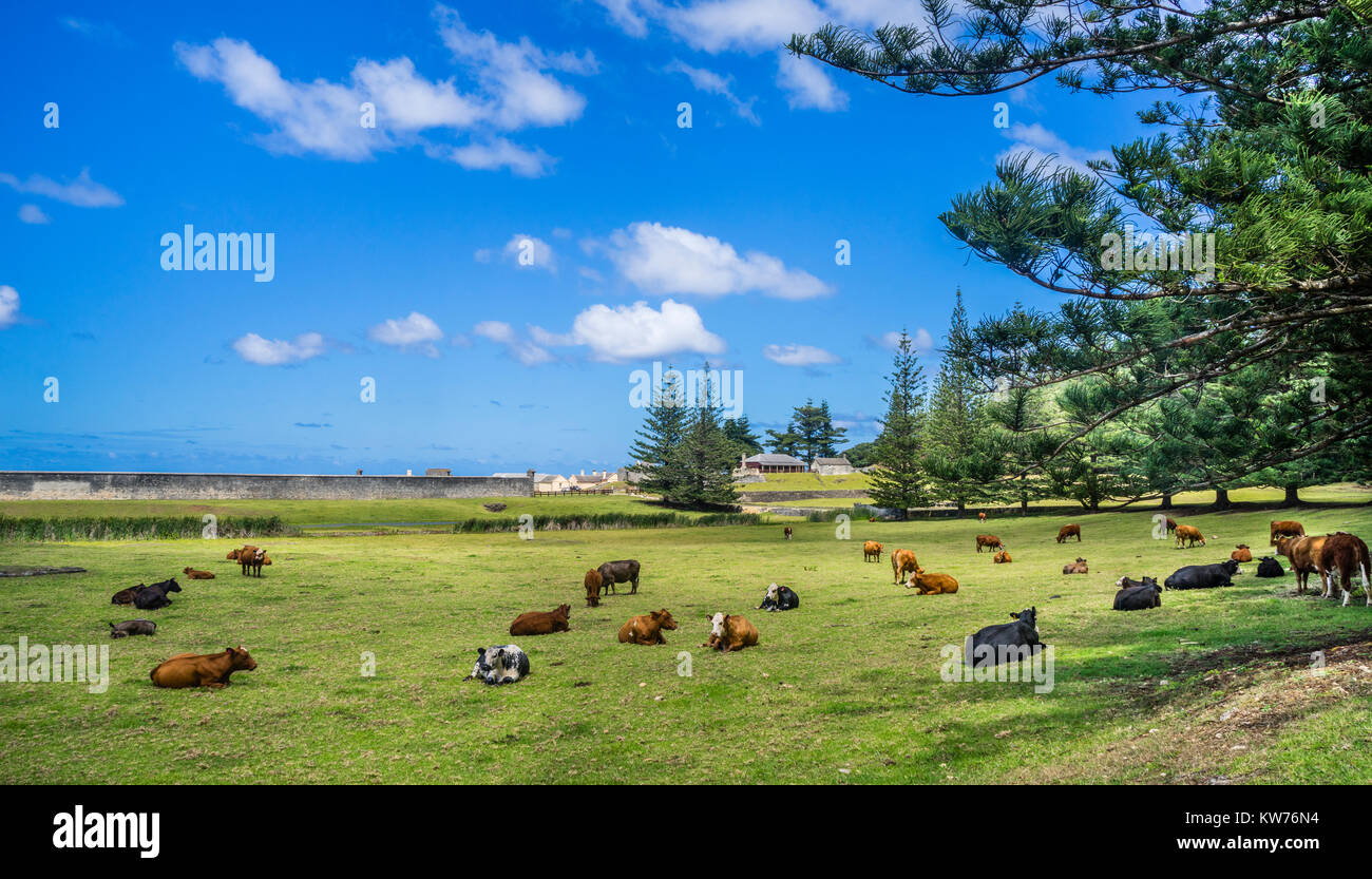 Norfolk Island, Australian external territory, Kingston, cows grazing ...