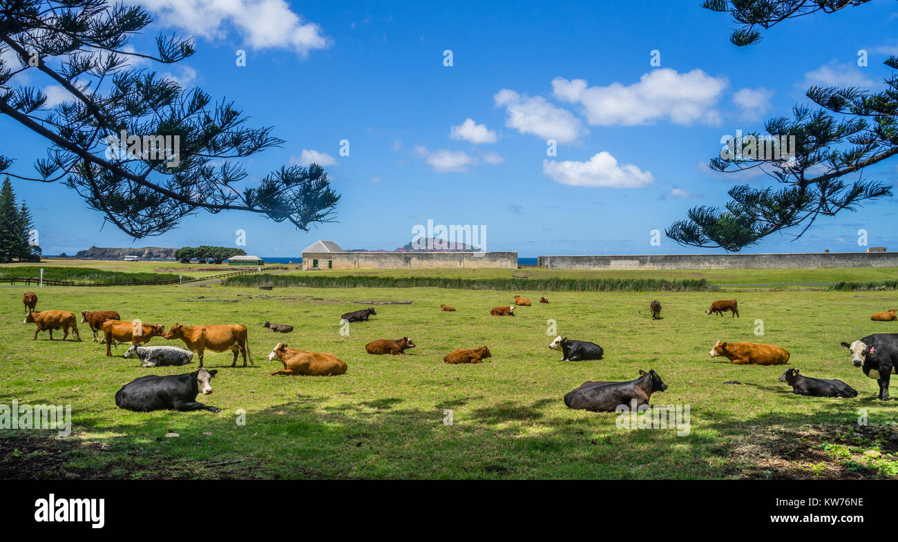 Norfolk island australia cows hi-res stock photography and images - Alamy