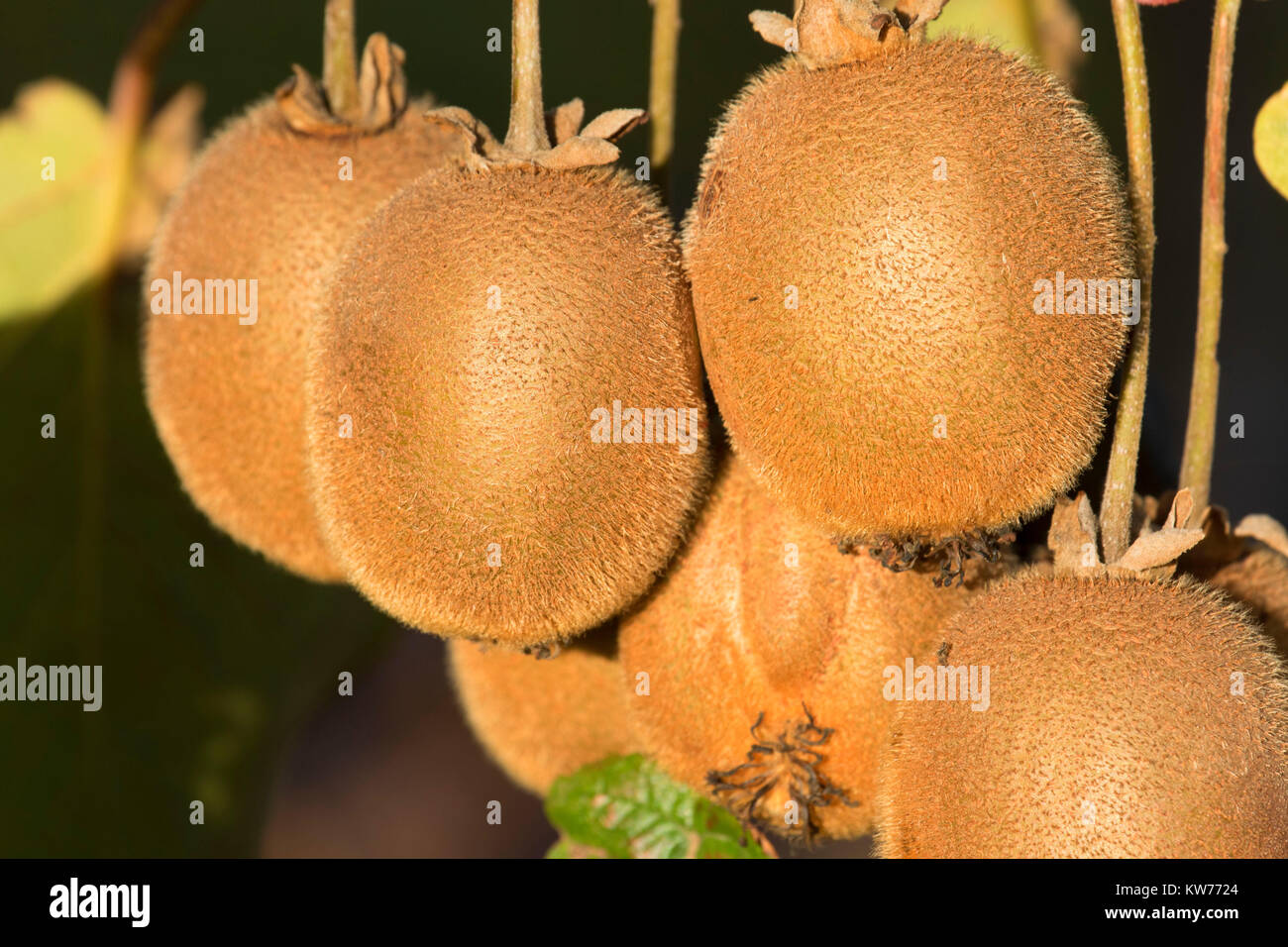 Fuzzy kiwi, Marion County, Oregon Stock Photo - Alamy