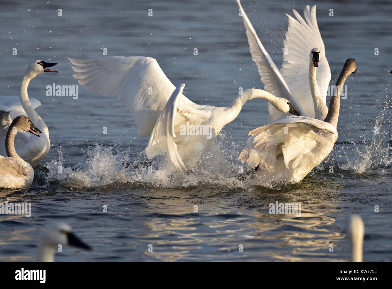 Tundra swans fighting Stock Photo - Alamy