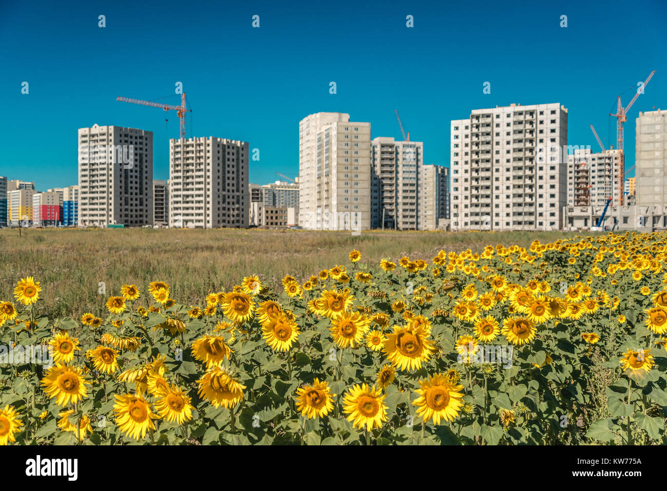 Bright sunflowers and a new high-rise building on blue sky background ...