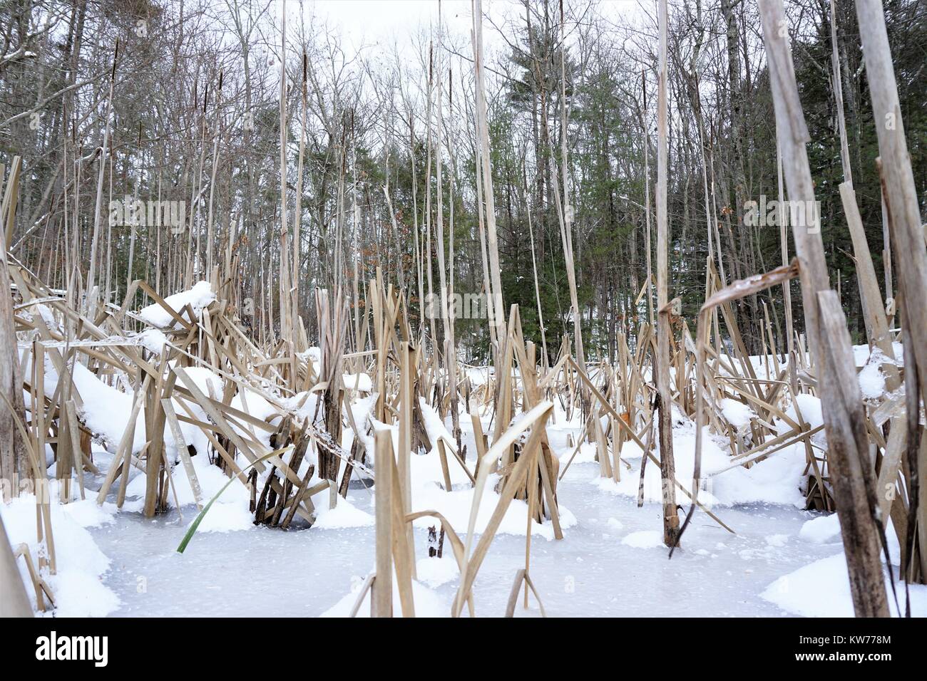 Dried Cattail stalks in frozen pond with winter forest in background ...