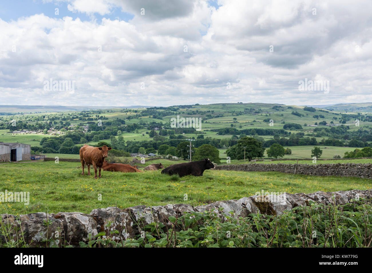 Cattle england hi-res stock photography and images - Alamy