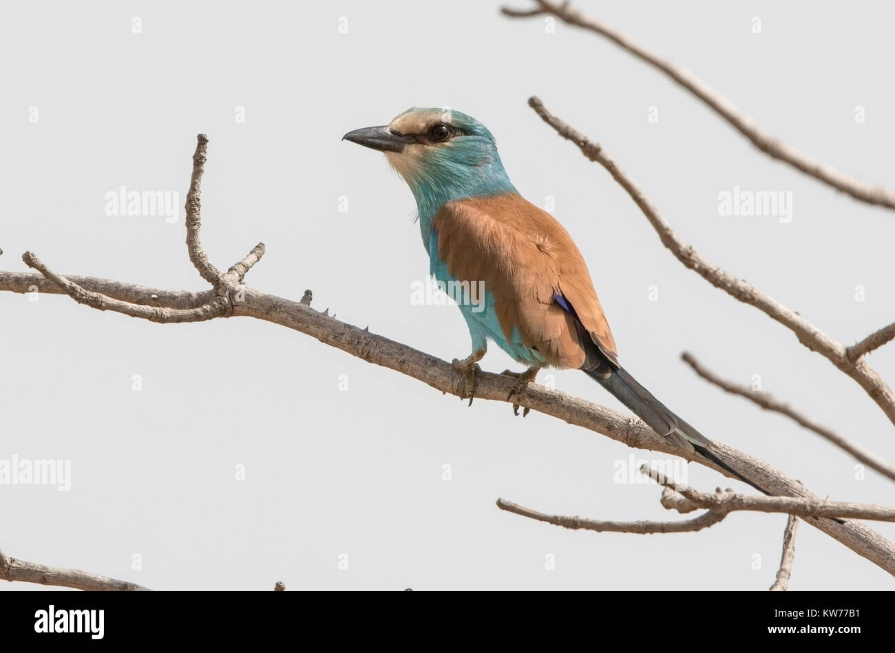 Abyssinian roller or Senegal roller Coracias abyssinicus adult perched ...