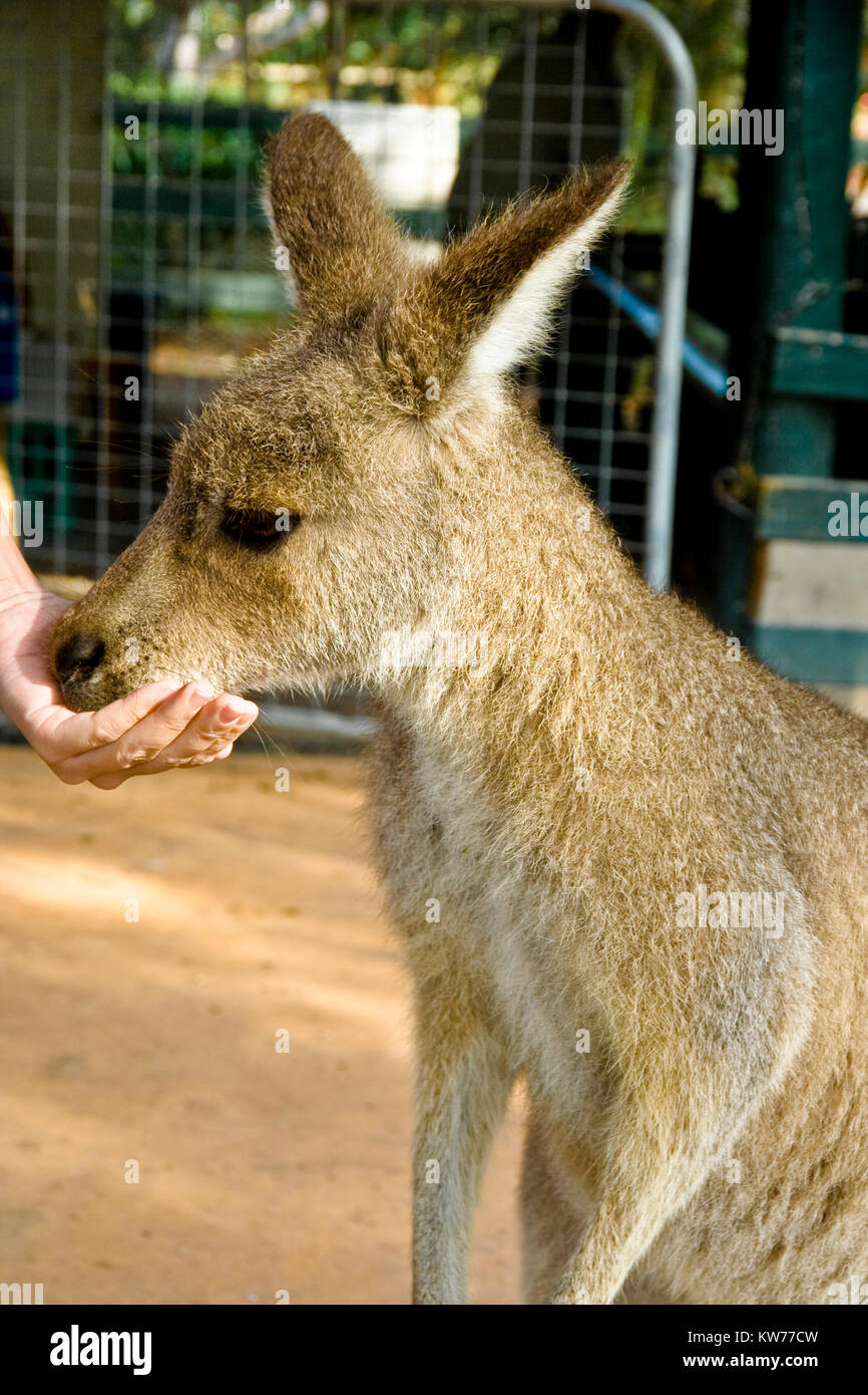Hand feeding a red-necked wallaby (Macropus rufogriseus Stock Photo - Alamy