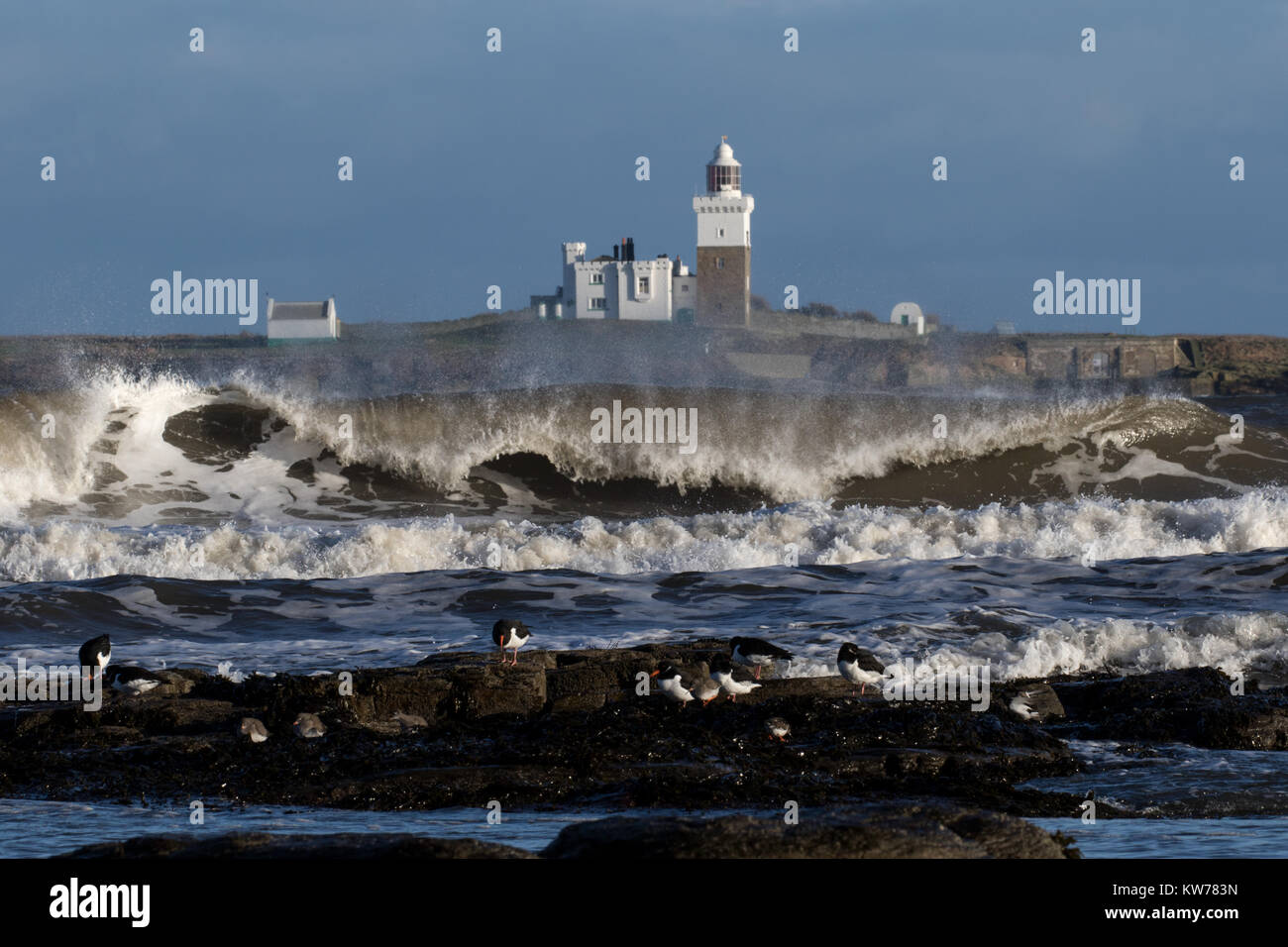 Coquet Island in Northumberland Stock Photo - Alamy