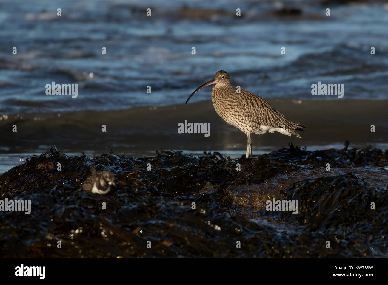 Curlew on beach hi-res stock photography and images - Alamy