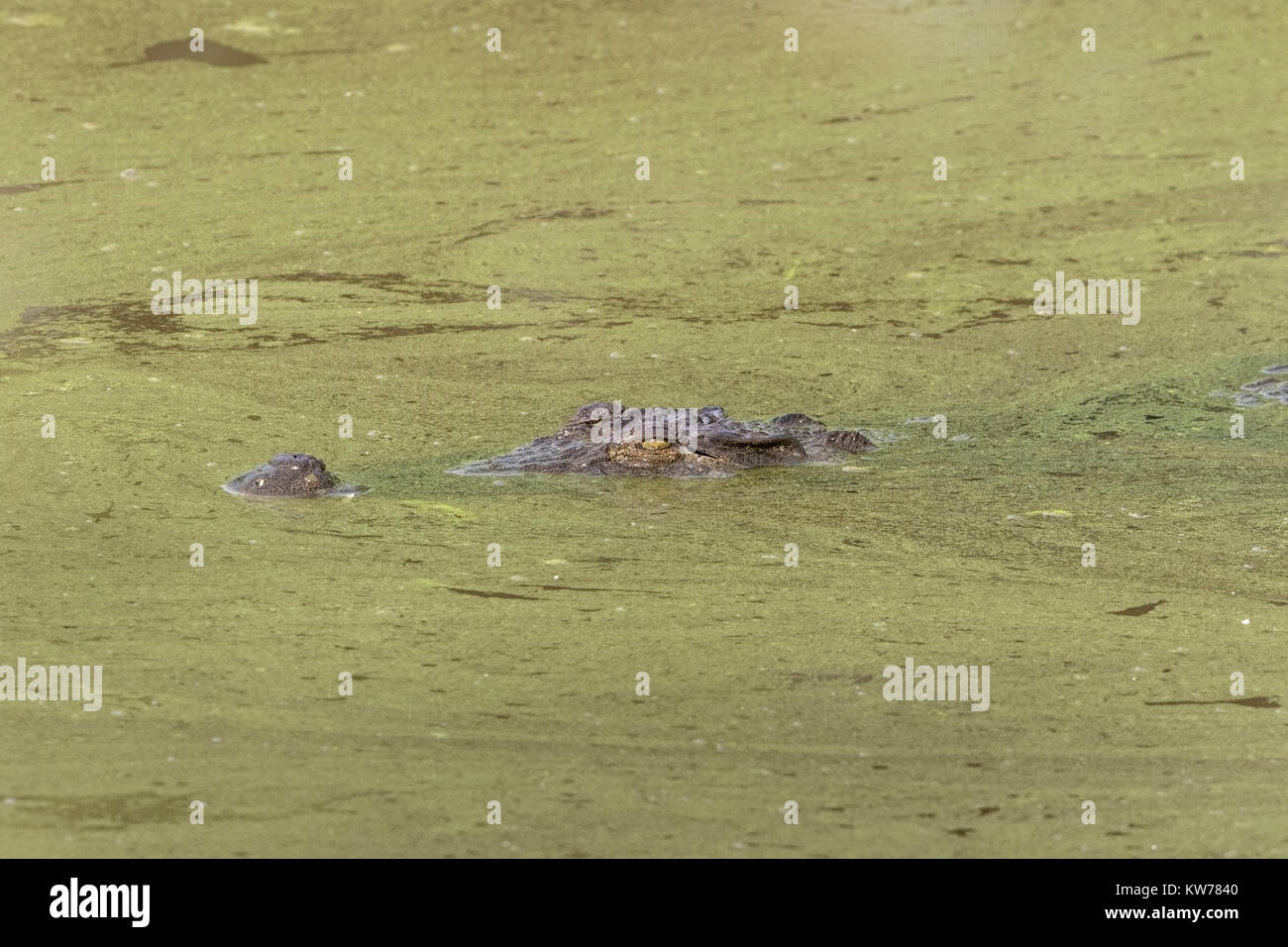 Nile crocodile Crocodylus niloticus adult swimming in pond, Gambia ...