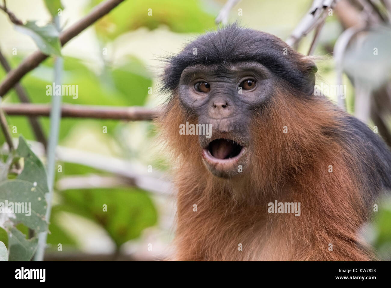 west African red colobus monkey Procolobus badius adult perched in tree ...